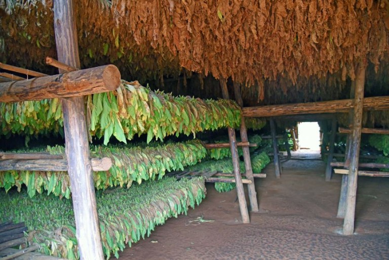Benito Cigar Farm, Pinar del Rio, Cuba | Essential History Expeditions